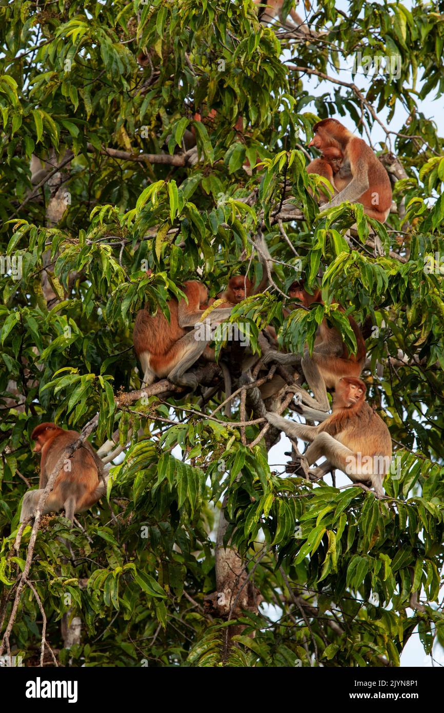 Proboscis monkey (Nasalis larvatus) Group on trees, Tanjung Puting ...
