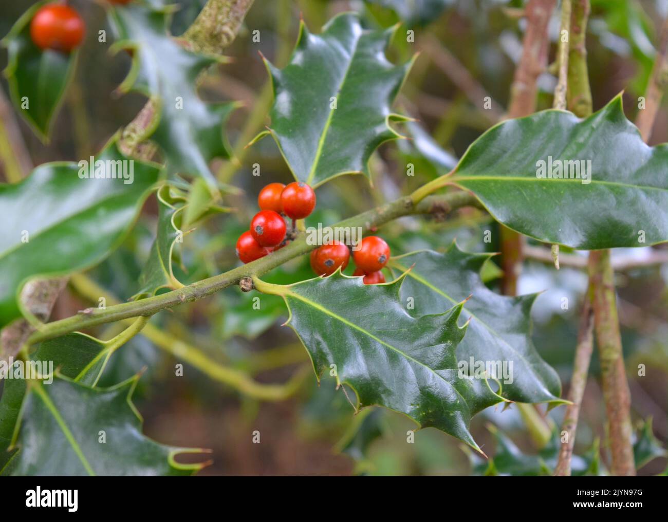 Holly tree branch with red berries in the forest Stock Photo - Alamy