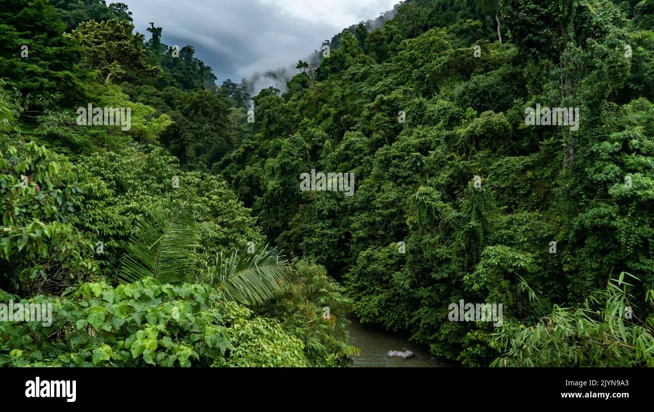 Valley and forest with mist, Gunung Leuser National Park, North Sumatra ...