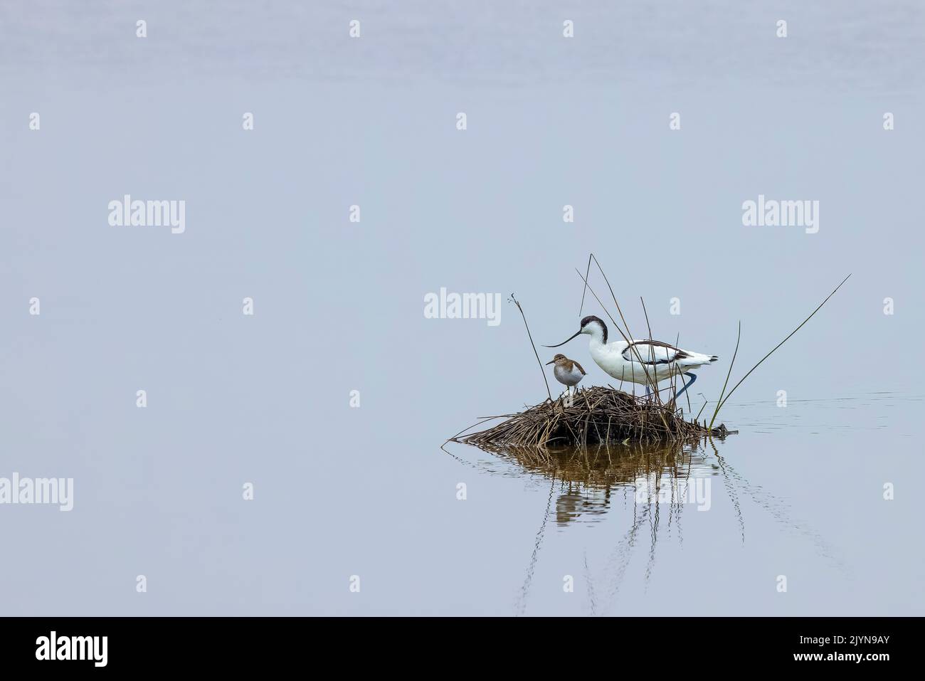 Pied Avocet (Recurvirostra avosetta) and Common Sandpiper (Actitis ...