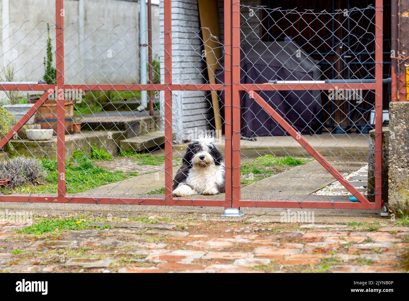 Dog behind gate hi-res stock photography and images - Alamy
