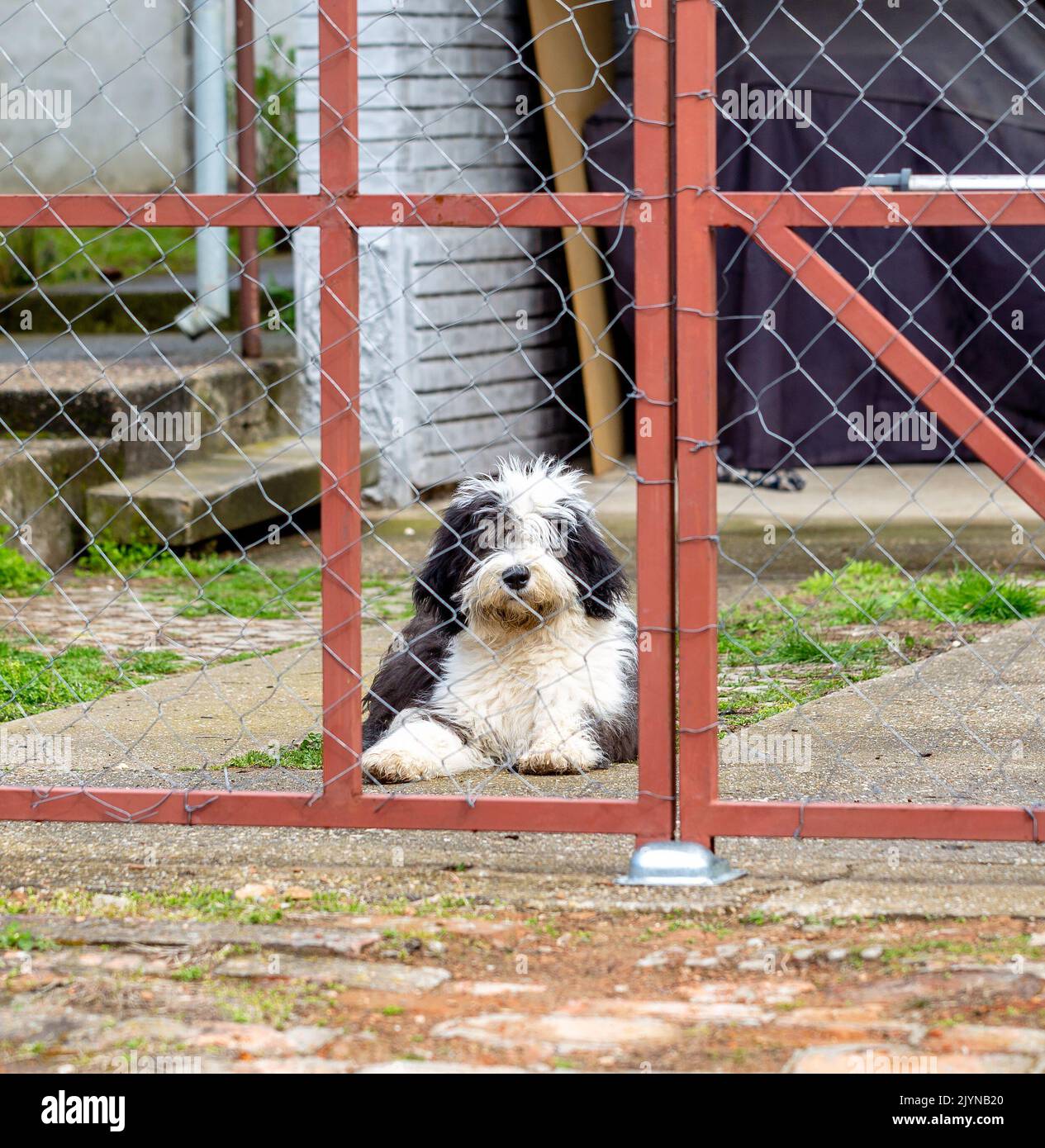 Dog waiting behind gate hi-res stock photography and images - Alamy