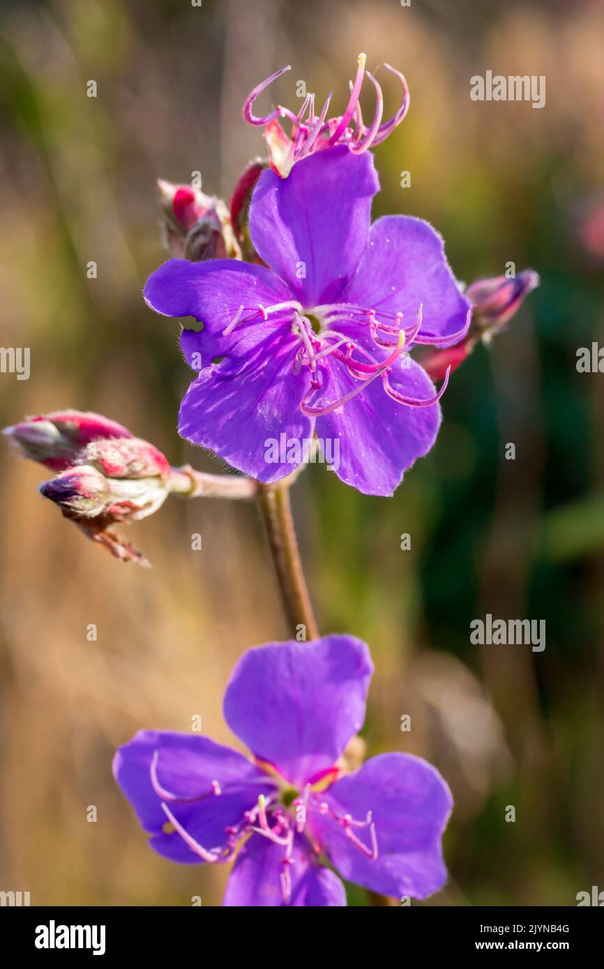 Bears ear tibouchina clavata hi-res stock photography and images - Alamy