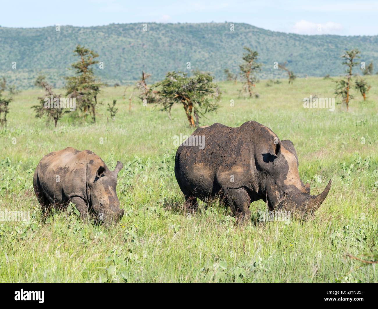 White rhinoceros or square-lipped rhinoceros (Ceratotherium simum ...