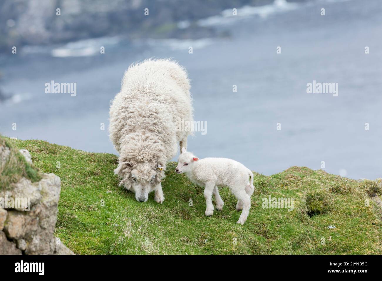 Shetland Sheep on the Shetland Islands. Shetland Sheep are a traditional, hardy breed of the ...