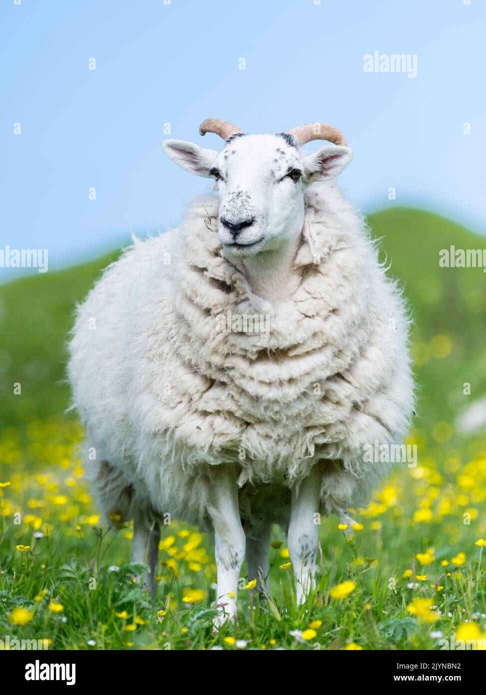Sheep (Scottish Blackface) on the Isle of Harris, home of the Harris ...