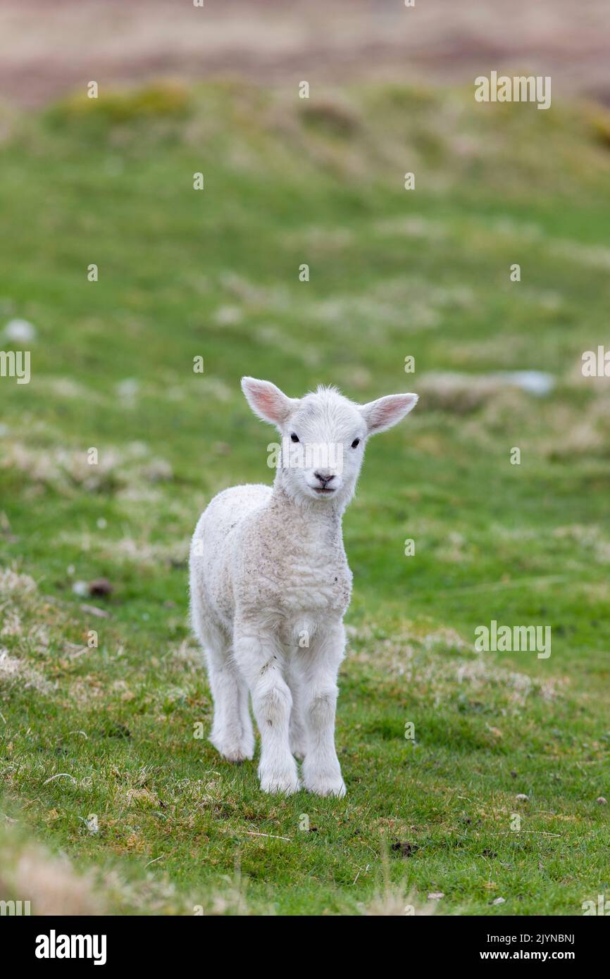Shetland Sheep on the Shetland Islands. Shetland Sheep are a ...