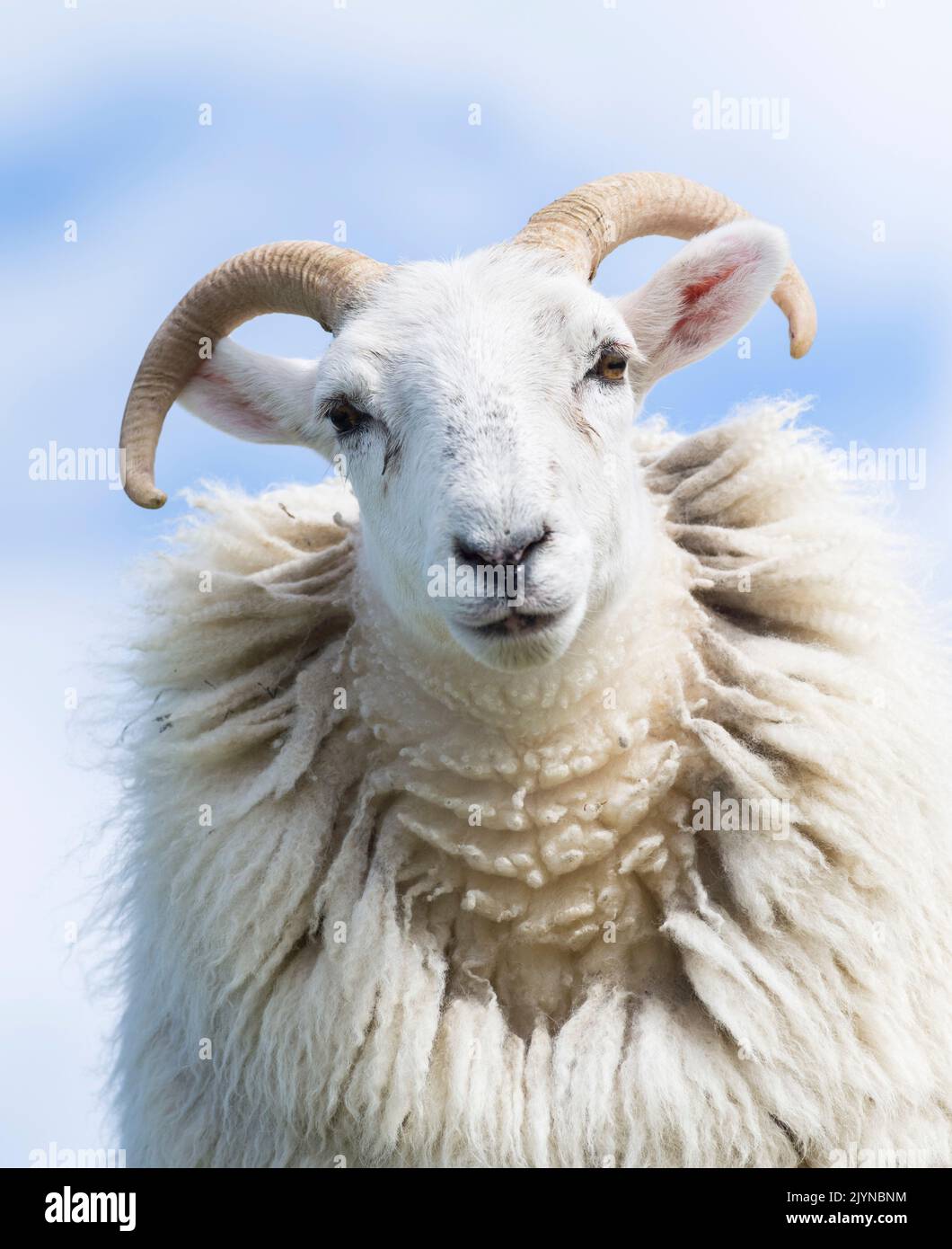 Sheep (Cheviot) on the Isle of Harris, home of the Harris Tweed. Only ...
