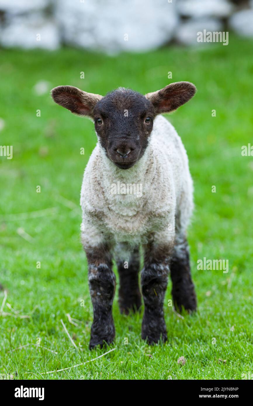 Shetland Sheep on the Shetland Islands. Shetland Sheep are a ...