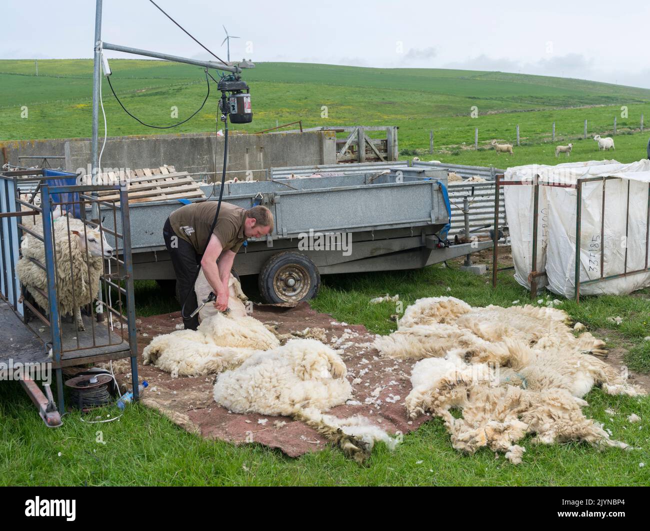 Shetland Sheep on the Orkney Islands. Sheep shearing on a paddock.It is ...