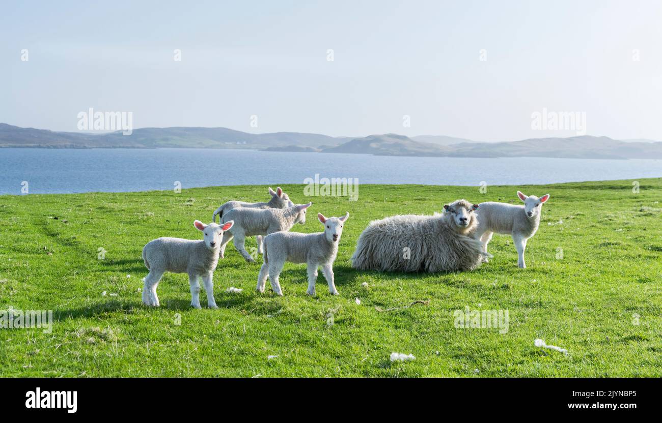 Shetland Sheep on the Shetland Islands. Shetland Sheep are a ...