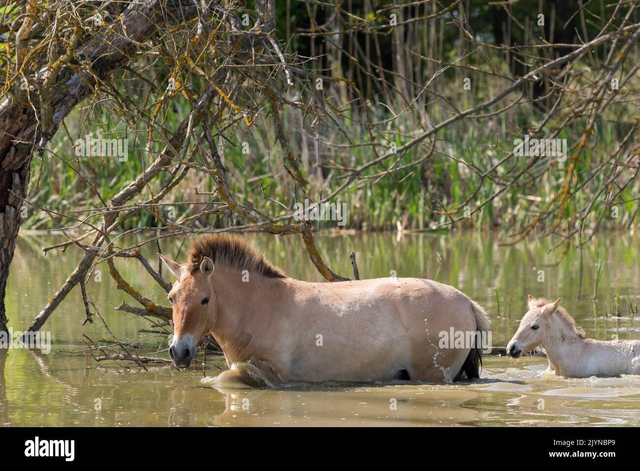 Przewalskis Horse or Takhi (Equus ferus przewalskii) in the wildlife ...