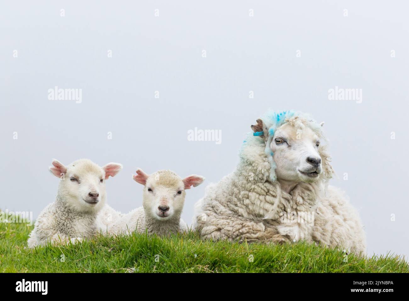 Shetland Sheep at the cliffs of the Hermaness Nature Reserve, Unst ...
