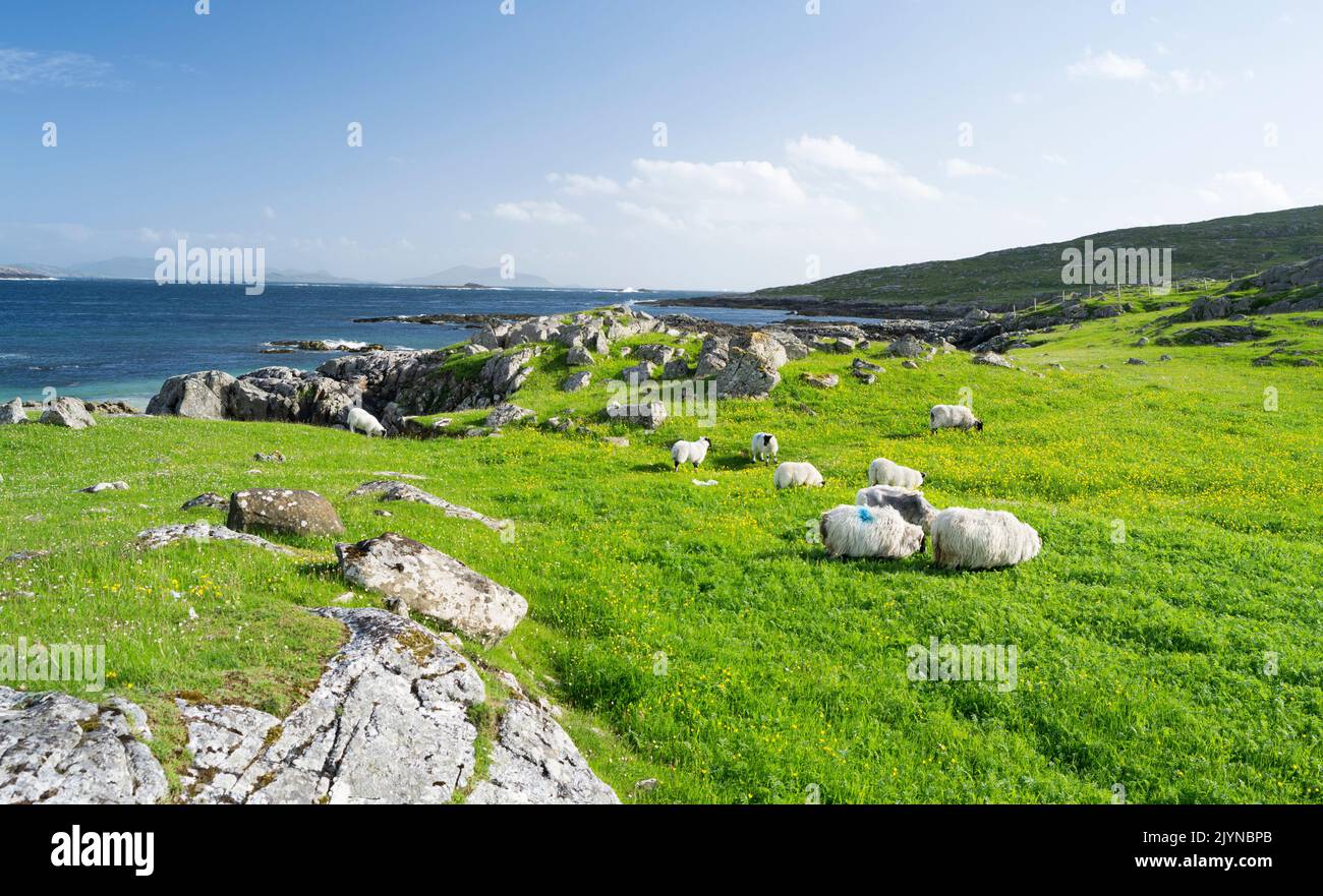 Sheep (Scottish Blackface) on the Isle of Harris, home of the Harris ...