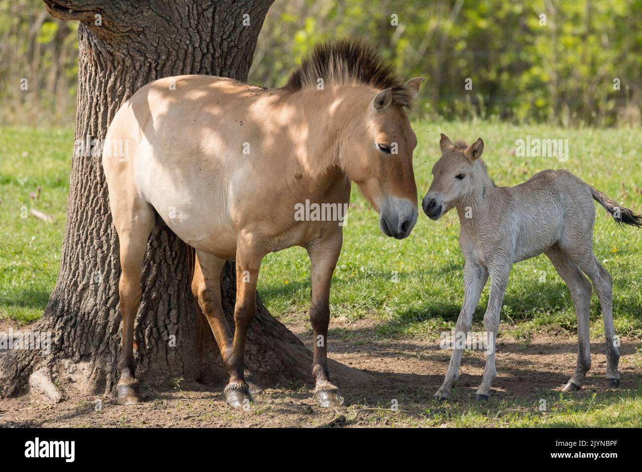 Przewalskis Horse or Takhi (Equus ferus przewalskii) in the wildlife ...