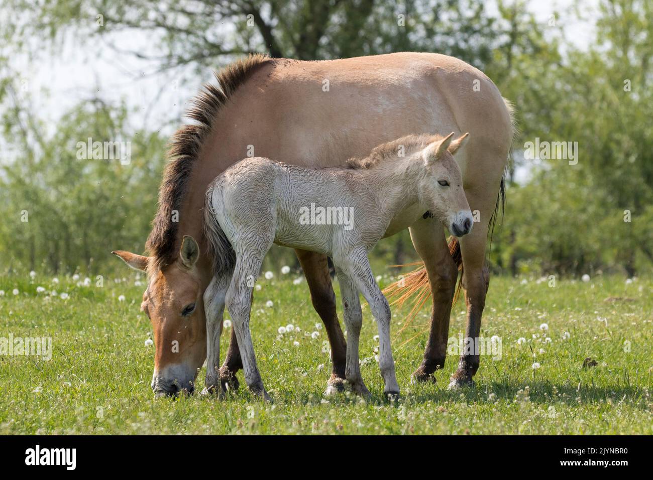 Przewalskis Horse or Takhi (Equus ferus przewalskii) in the wildlife ...