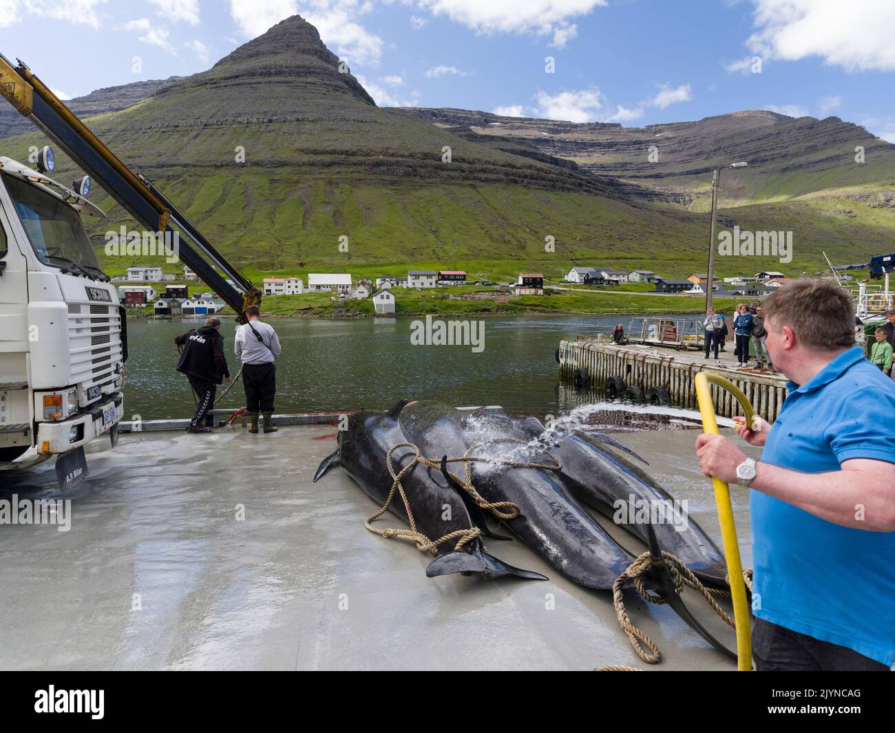 Grindadrap hunt hi-res stock photography and images - Alamy