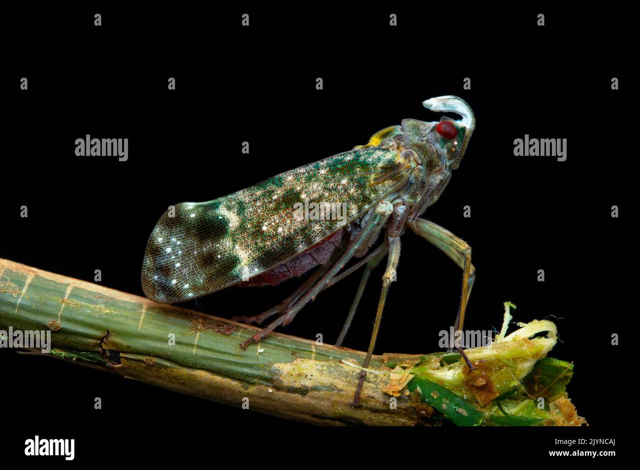 Lantern bug (Enchophora sanguinea), Manzanillo, Costa Rica Stock Photo ...