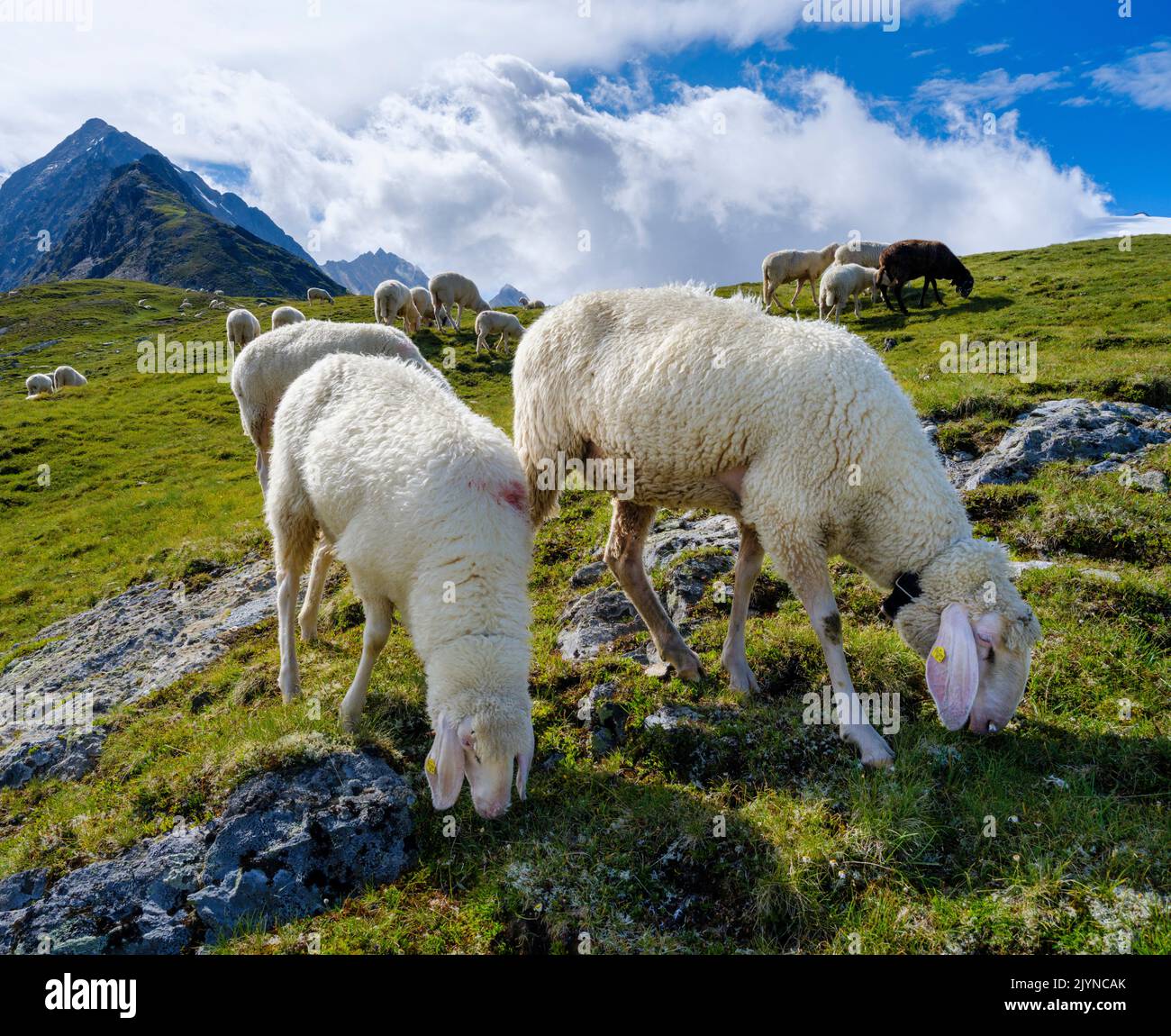 Tiroler Bergschaf (Tyrolean Mountain Sheep also called Pecora Alina ...