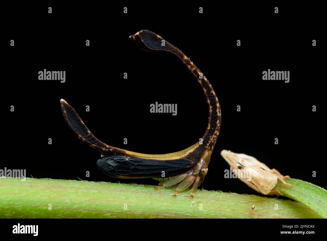 Treehopper (Cladonota rothschildi) with exuvia, in situ, Manzanillo ...