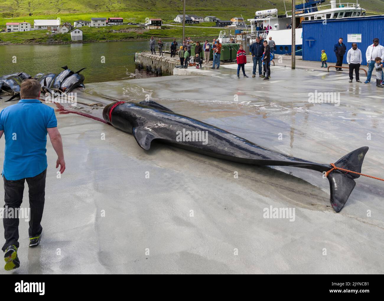 Whaling ( Grindadrap ) Long Finned Pilot Whale (globicephala melas) on ...