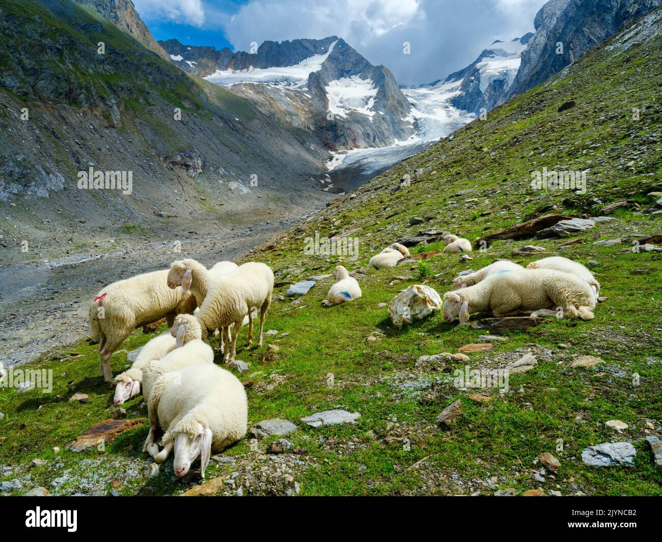 Tiroler Bergschaf (Tyrolean Mountain Sheep also called Pecora Alina ...