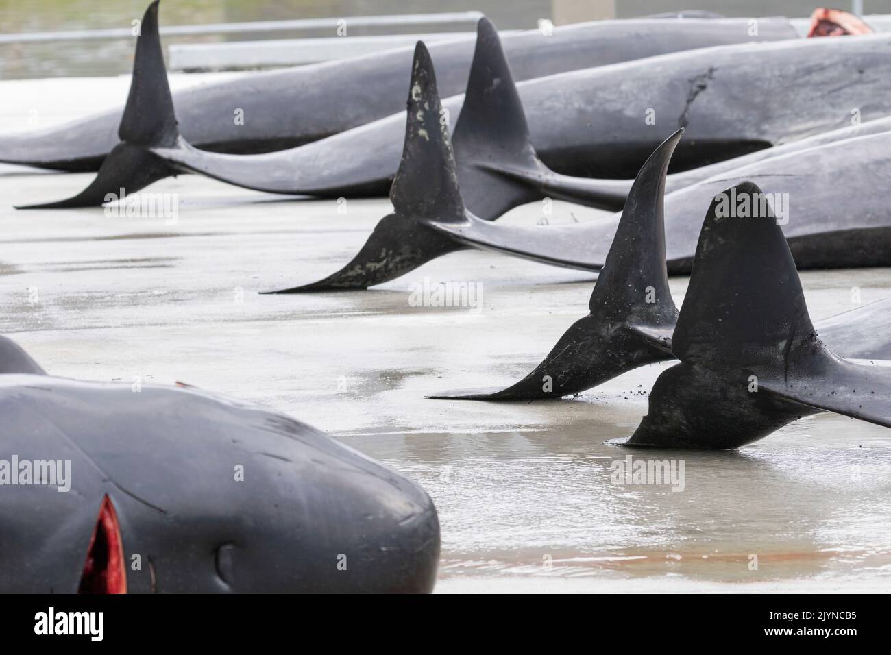 Whaling ( Grindadrap ) Long Finned Pilot Whale (globicephala melas) on ...