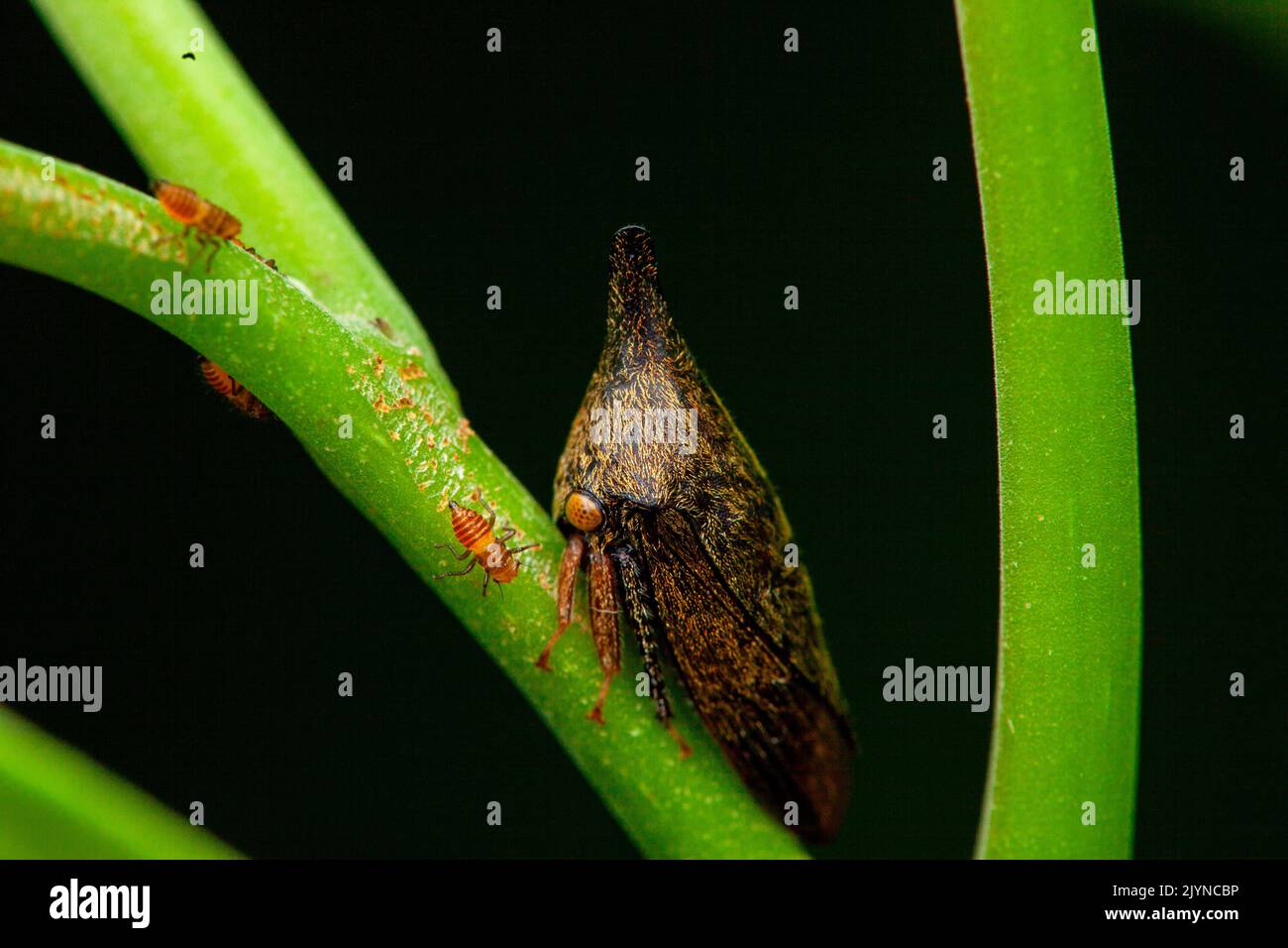 Treehopper (Calloconophora sp), in situ, Manzanillo, Costa Rica Stock ...