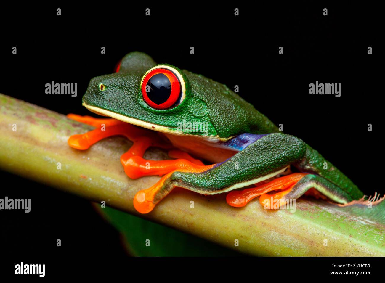 Red-eyed treefrog (Agalychnis callidryas Stock Photo - Alamy