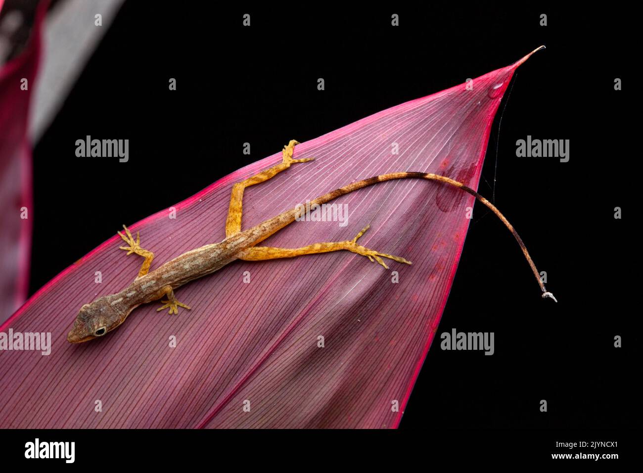 Slender Anole (Norops limnifrons) in situ, Yatama, Costa Rica Stock ...