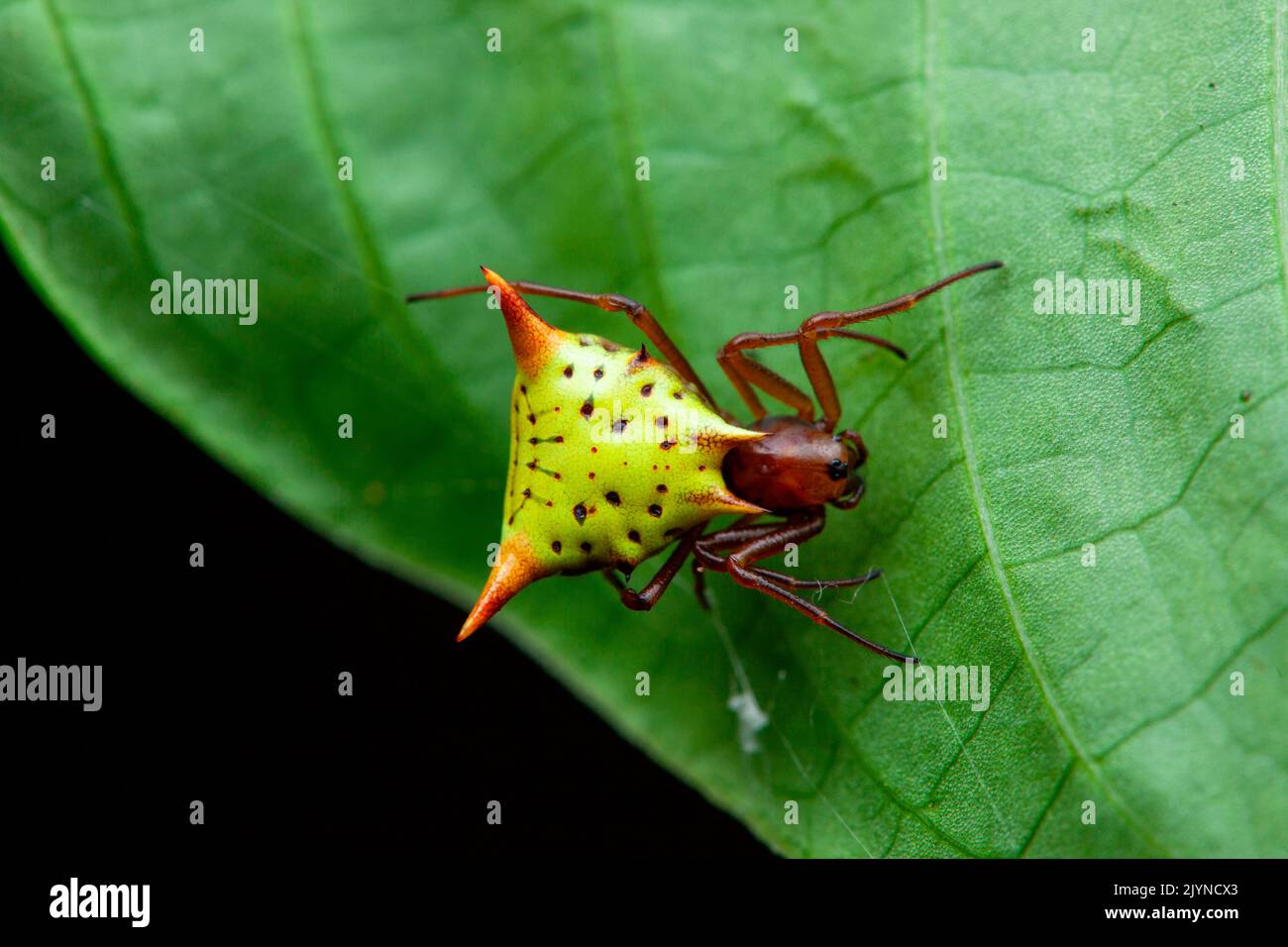 Spiny orbweaver (Micrathena bimucronata) on a leaf, Yatama, Costa Rica ...