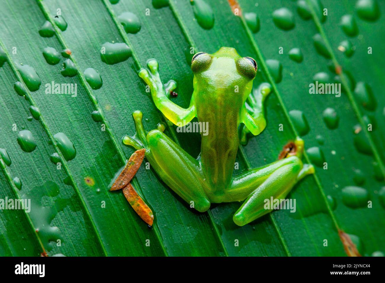 Spiny Cochran frog (Teratohyla spinosa), in situ, Yatama, Costa Rica ...