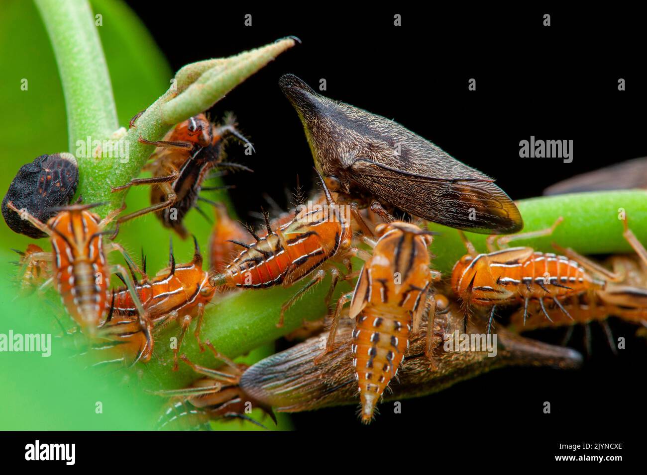 Treehopper (Calloconophora sp) and Treehopper (Bolbonota sp), in situ ...