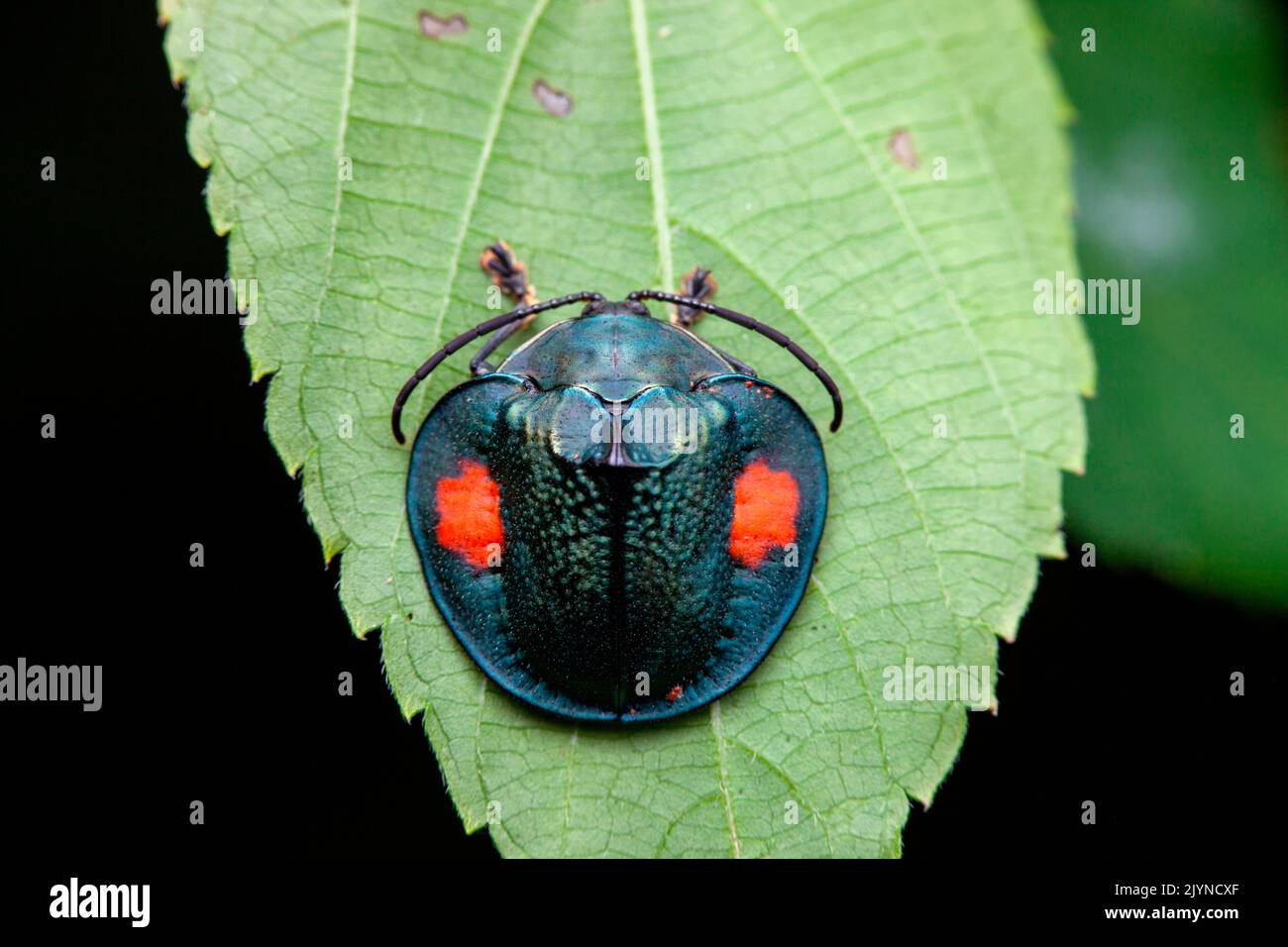 Tortoise Beetle (Stolas cucullata), in situ, Sonzapote, Costa Rica ...