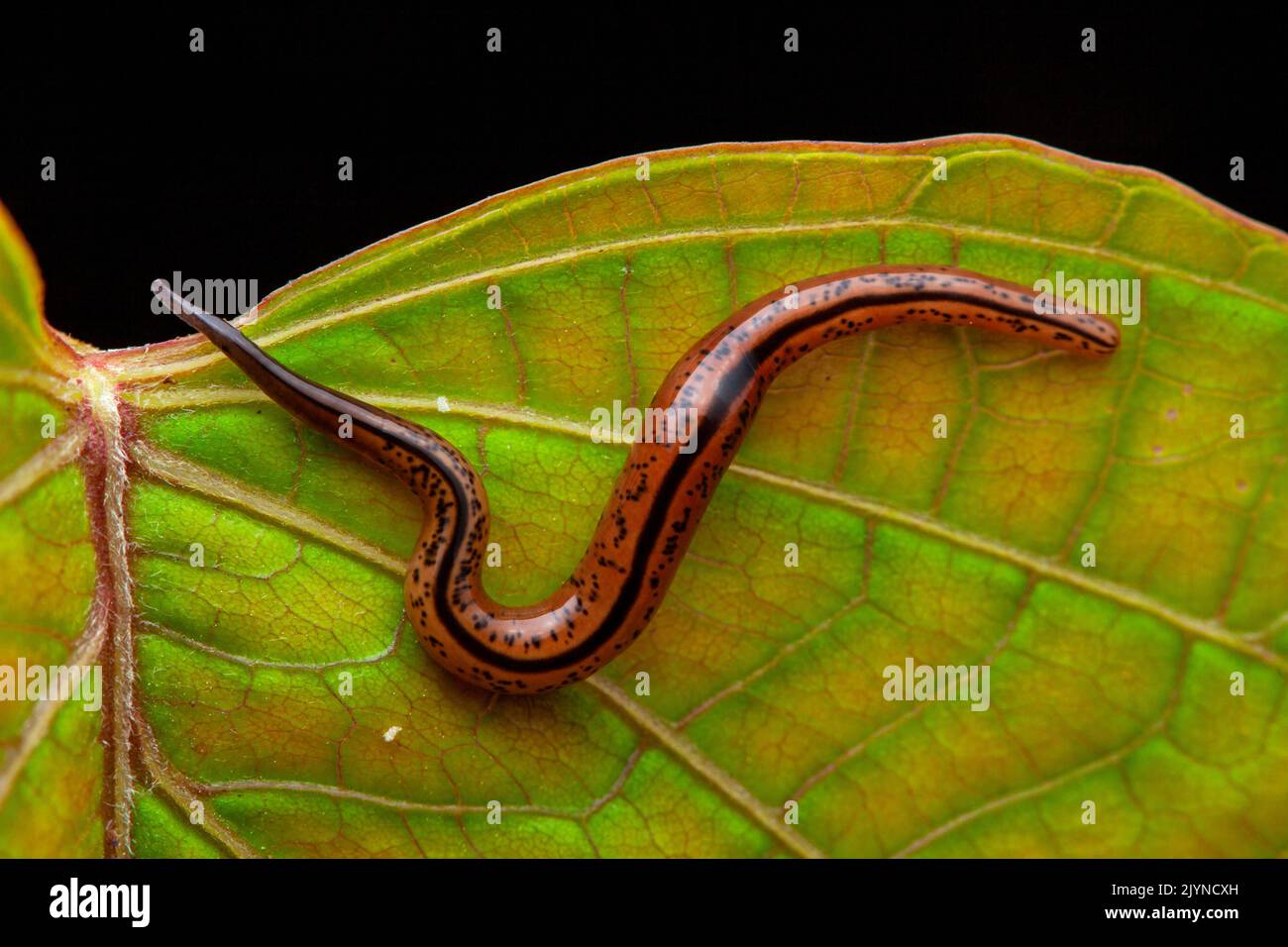 Flatworm (Plathelminthes sp) on a leaf, Yatama, Costa Rica Stock Photo ...