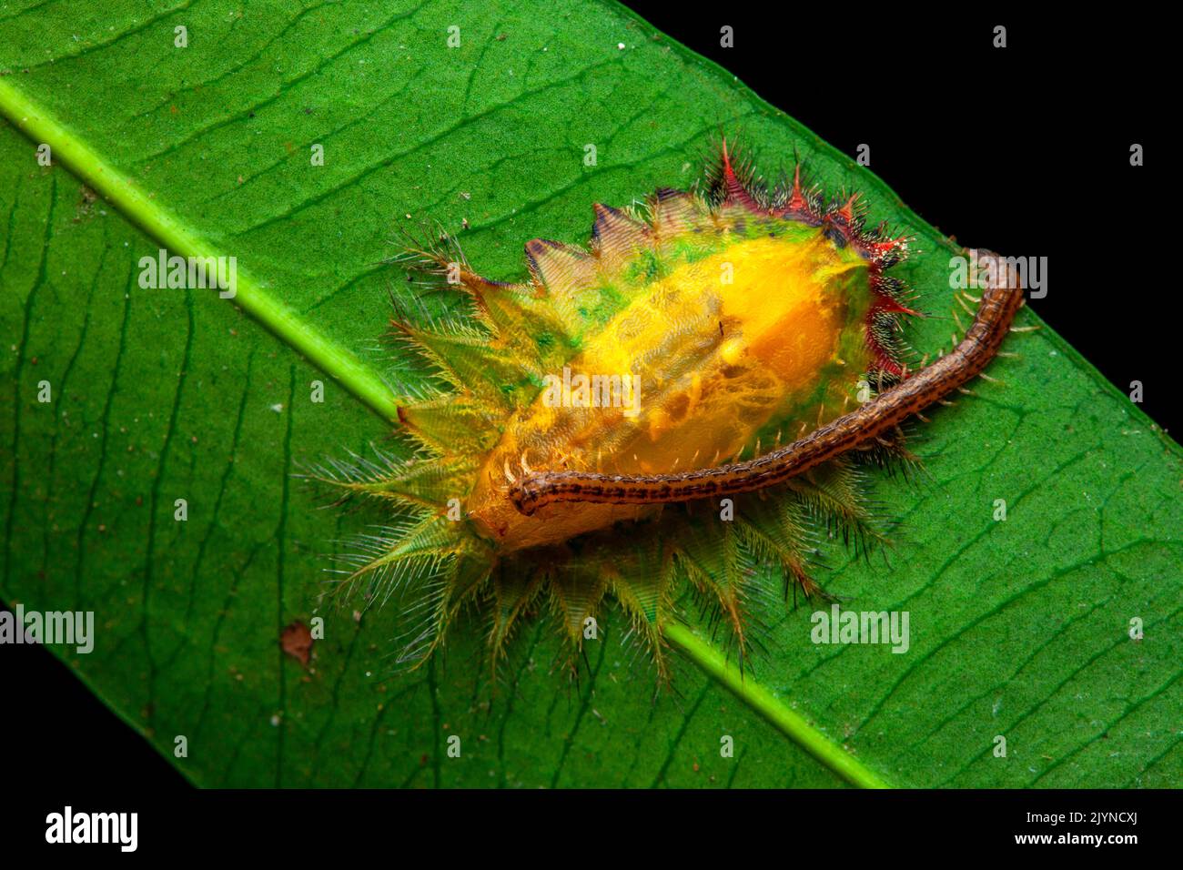 Slug moth (Limacodidae sp) caterpillar eaten by Geophilomorpha sp ...