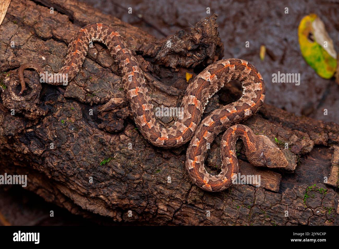 Slender Hog-nosed Pit Viper (Porthidium ophryomegas), young in situ ...