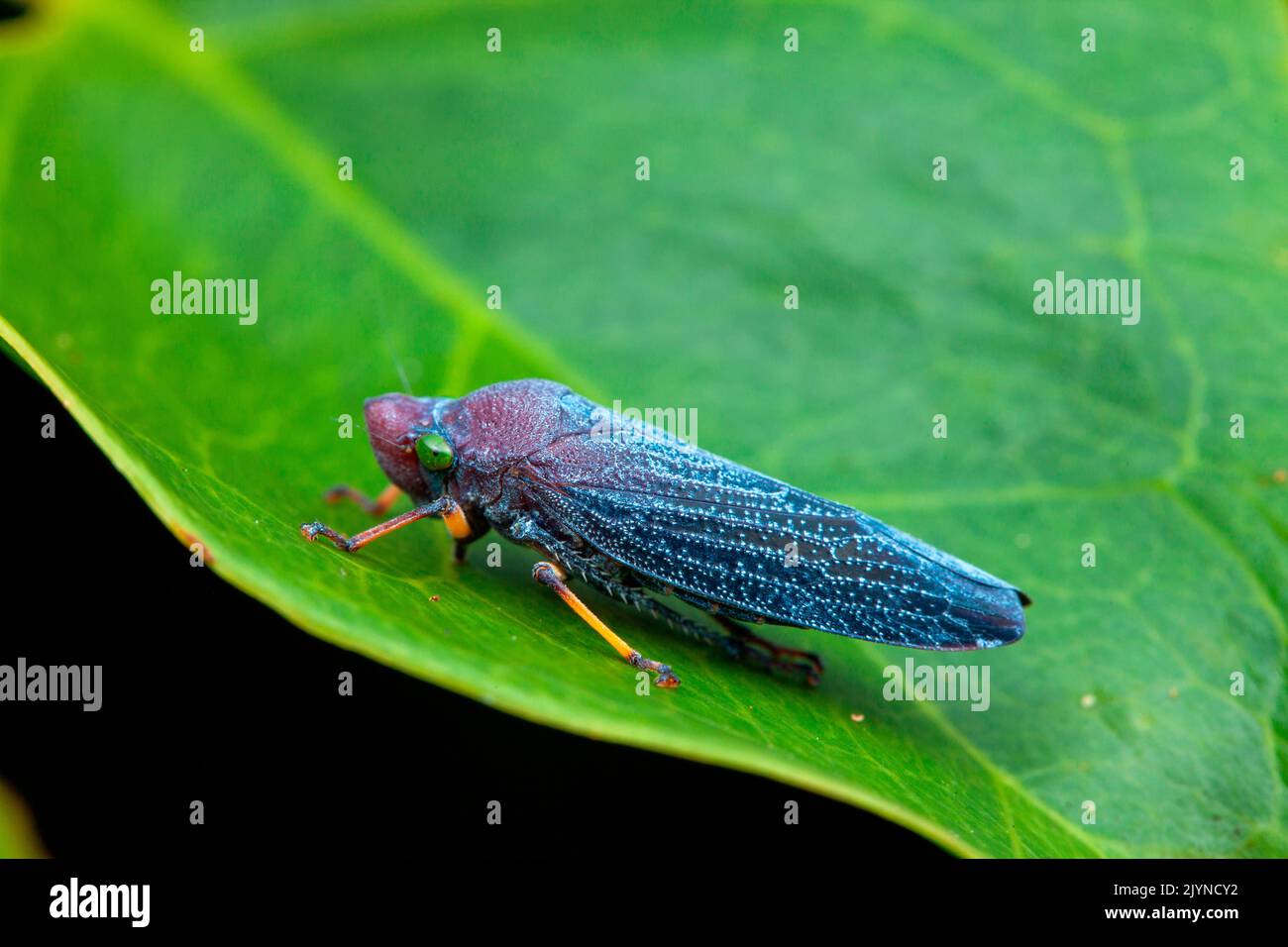 Adult leafhopper hi-res stock photography and images - Alamy