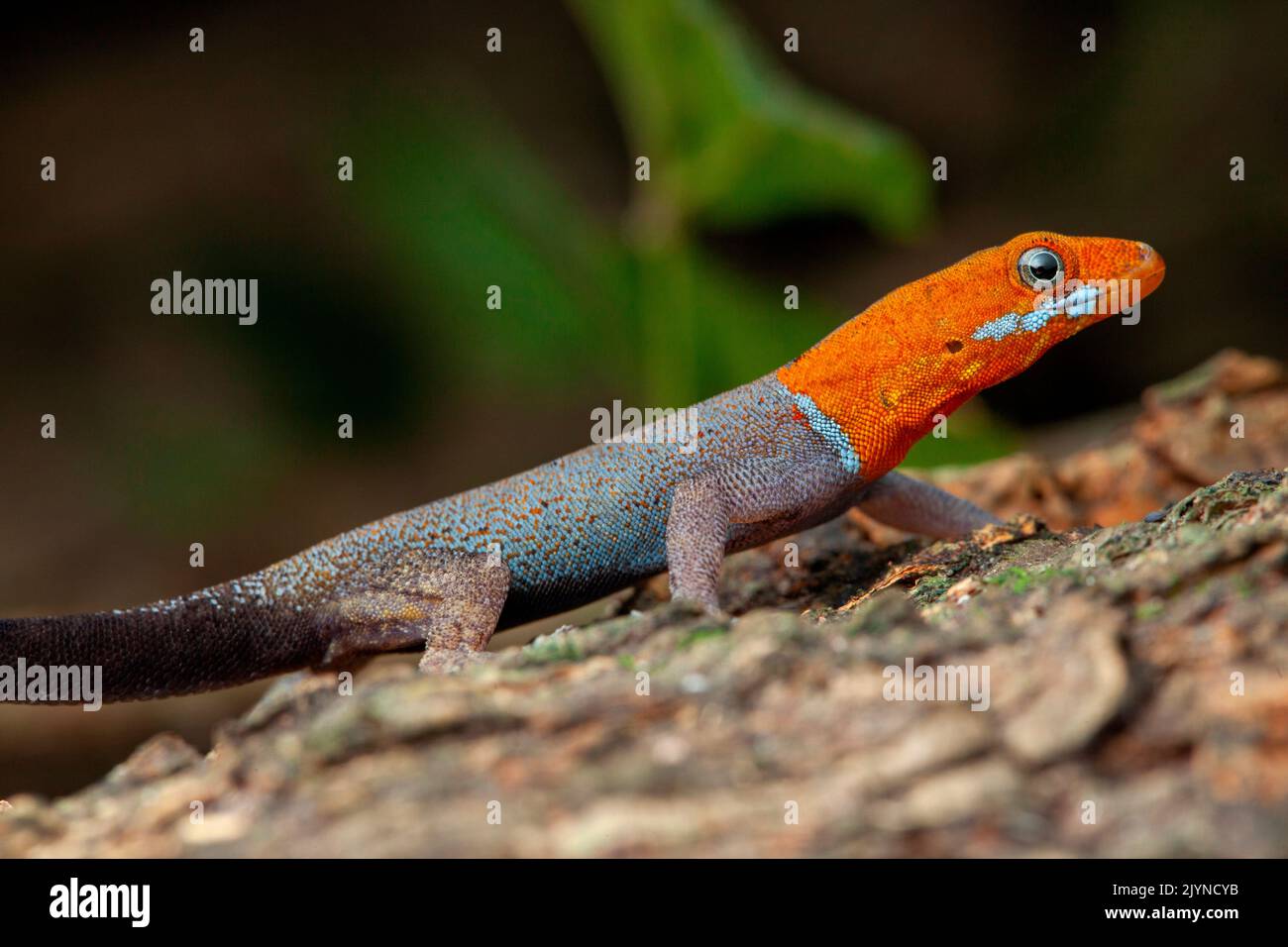Yellow-headed Gecko (Gonatodes albogularis) male, Sonzapote, Costa Rica ...