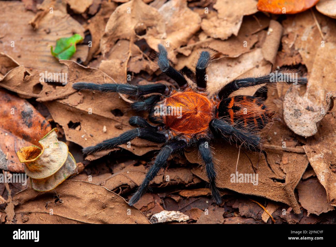 Davus ruficeps hi-res stock photography and images - Alamy