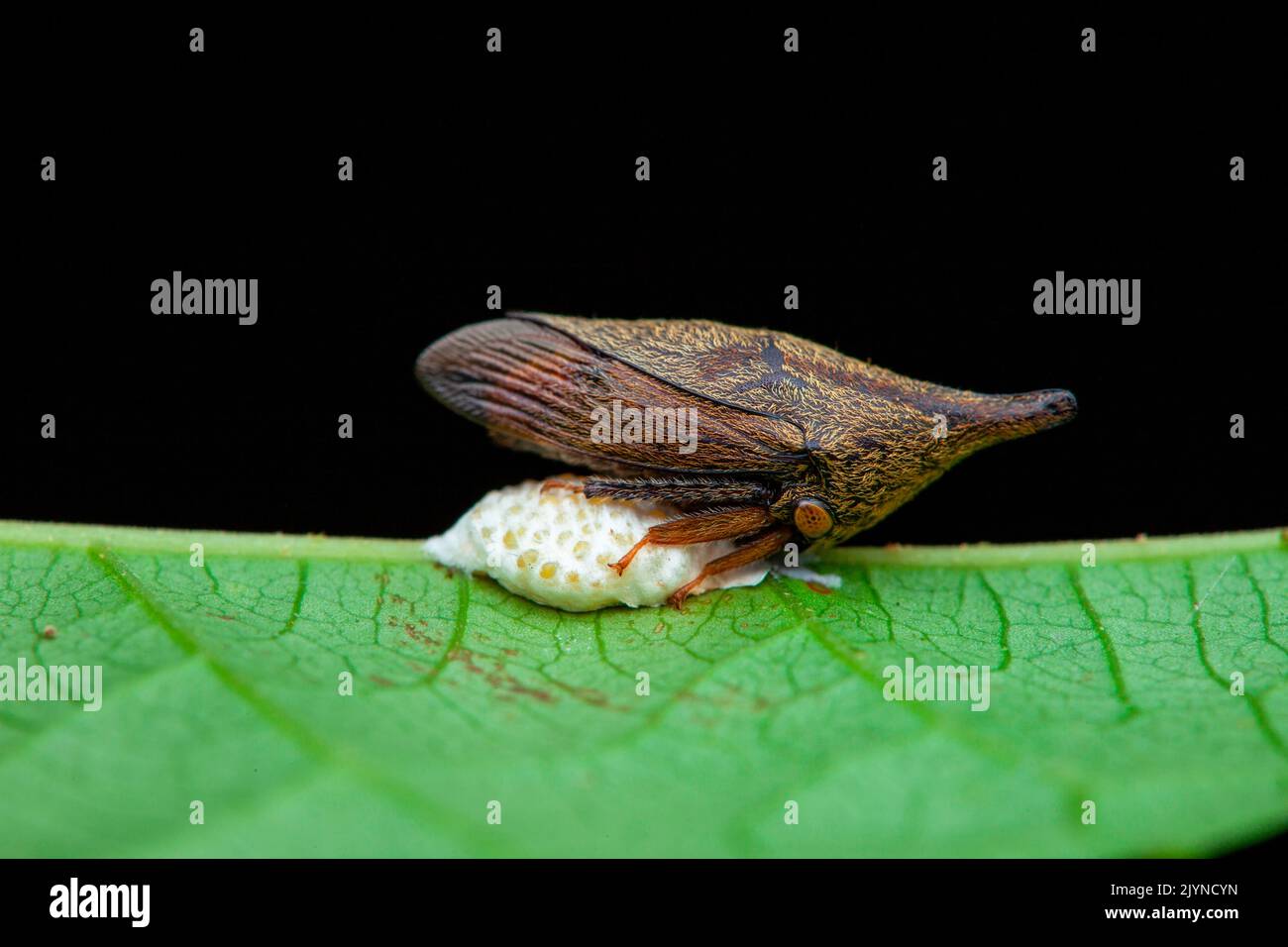 Treehopper (Calloconophora sp) with eggs, in situ, Manzanillo, Costa ...