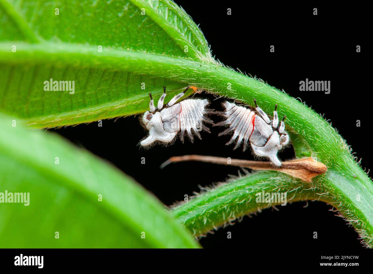 Treehopper (Enchenopa sp) nymphs in situ, Sonzapote, Costa Rica Stock ...