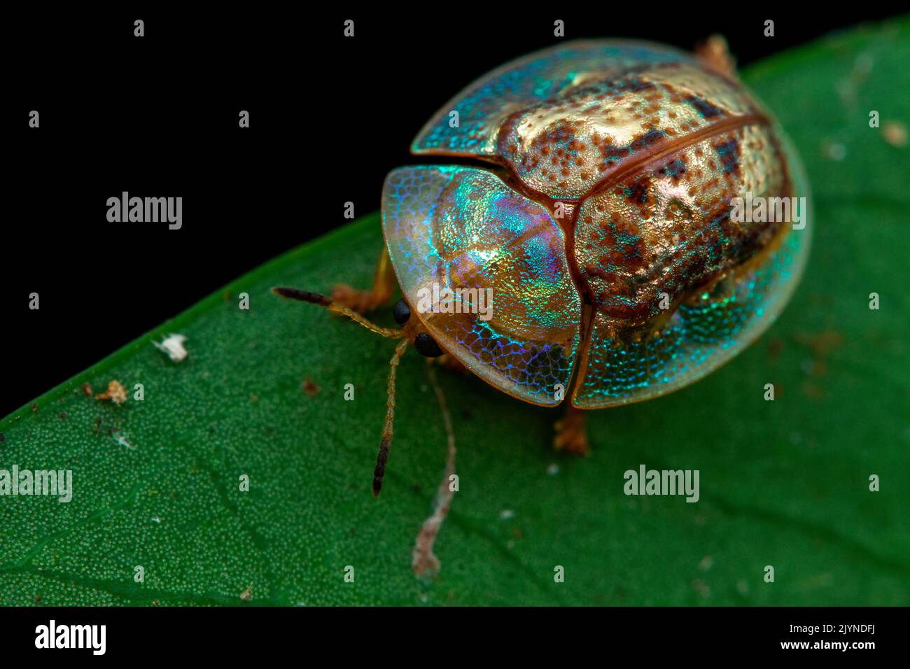 Tortoise beetle (Cassidini sp) on a leaf, Sonzapote, Costa Rica Stock ...