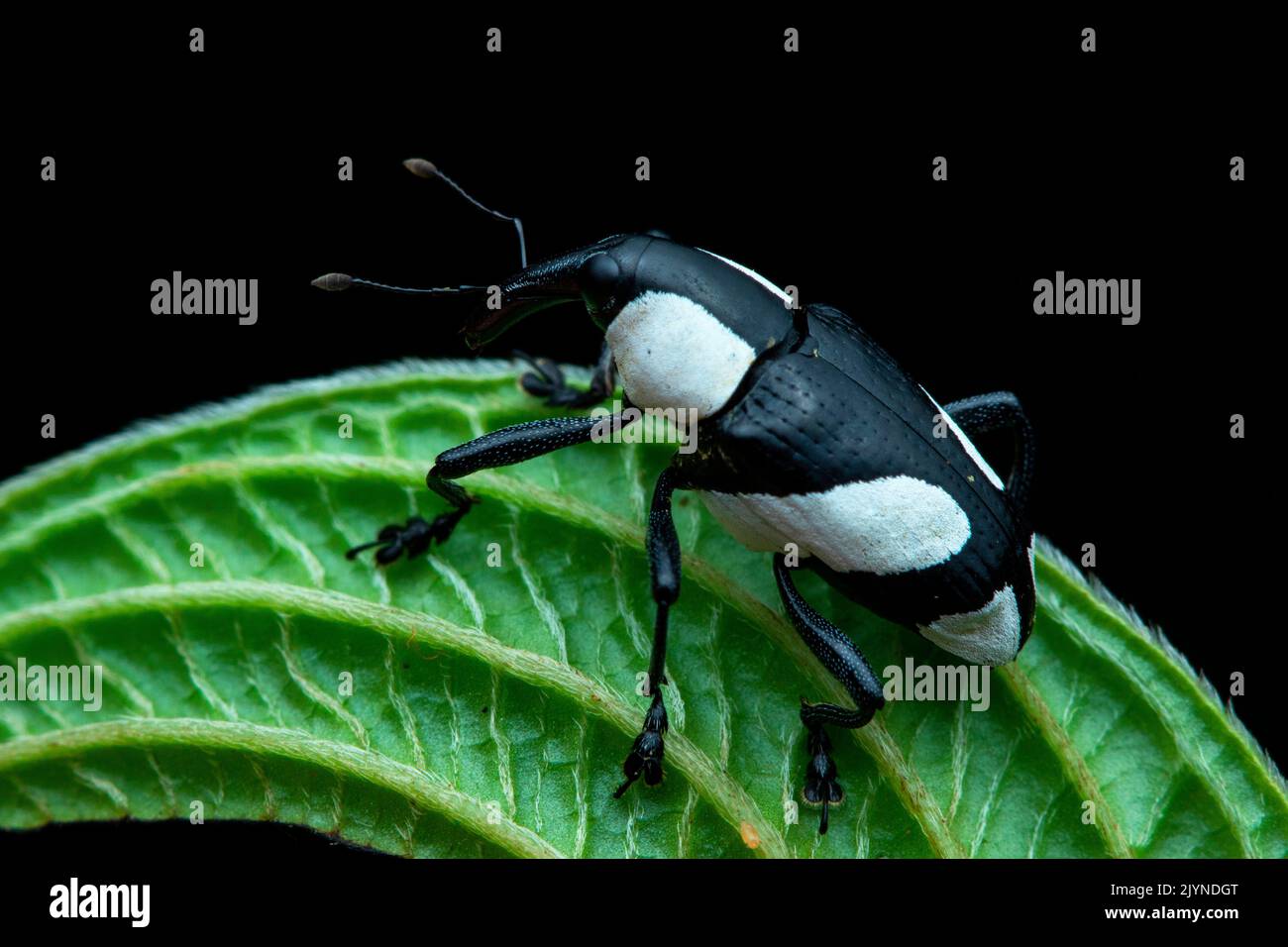 Black and White Weevil (Peridinetus cretaceus) on a leaf, Monteverde ...