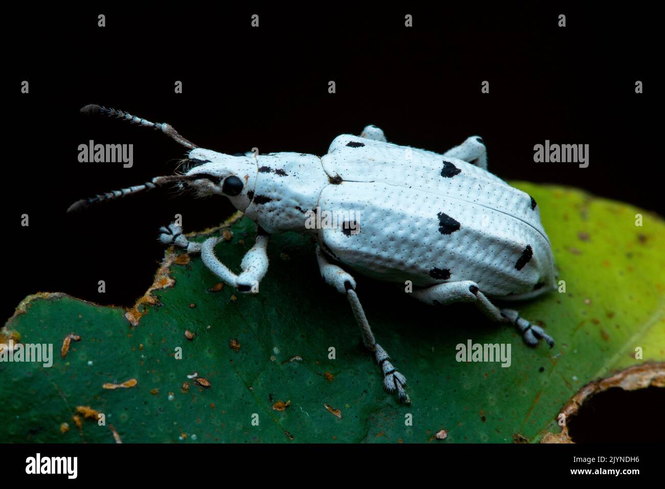 Weevil (Curculionidae sp) on a leaf, Monteverde, Costa Rica Stock Photo ...