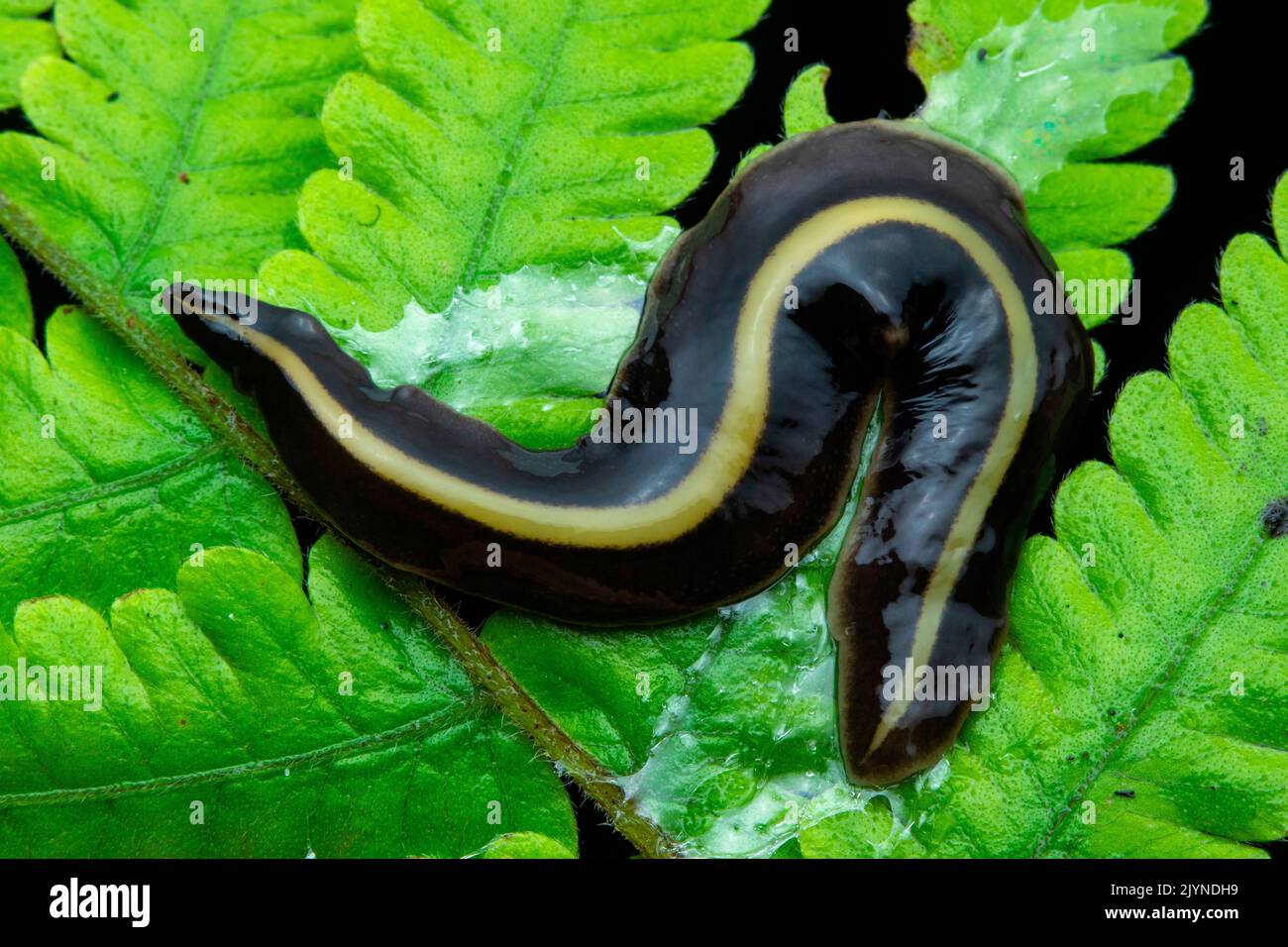 Land flatworm (Gigantea montana) on fern, Santa Elena, Costa Rica Stock ...