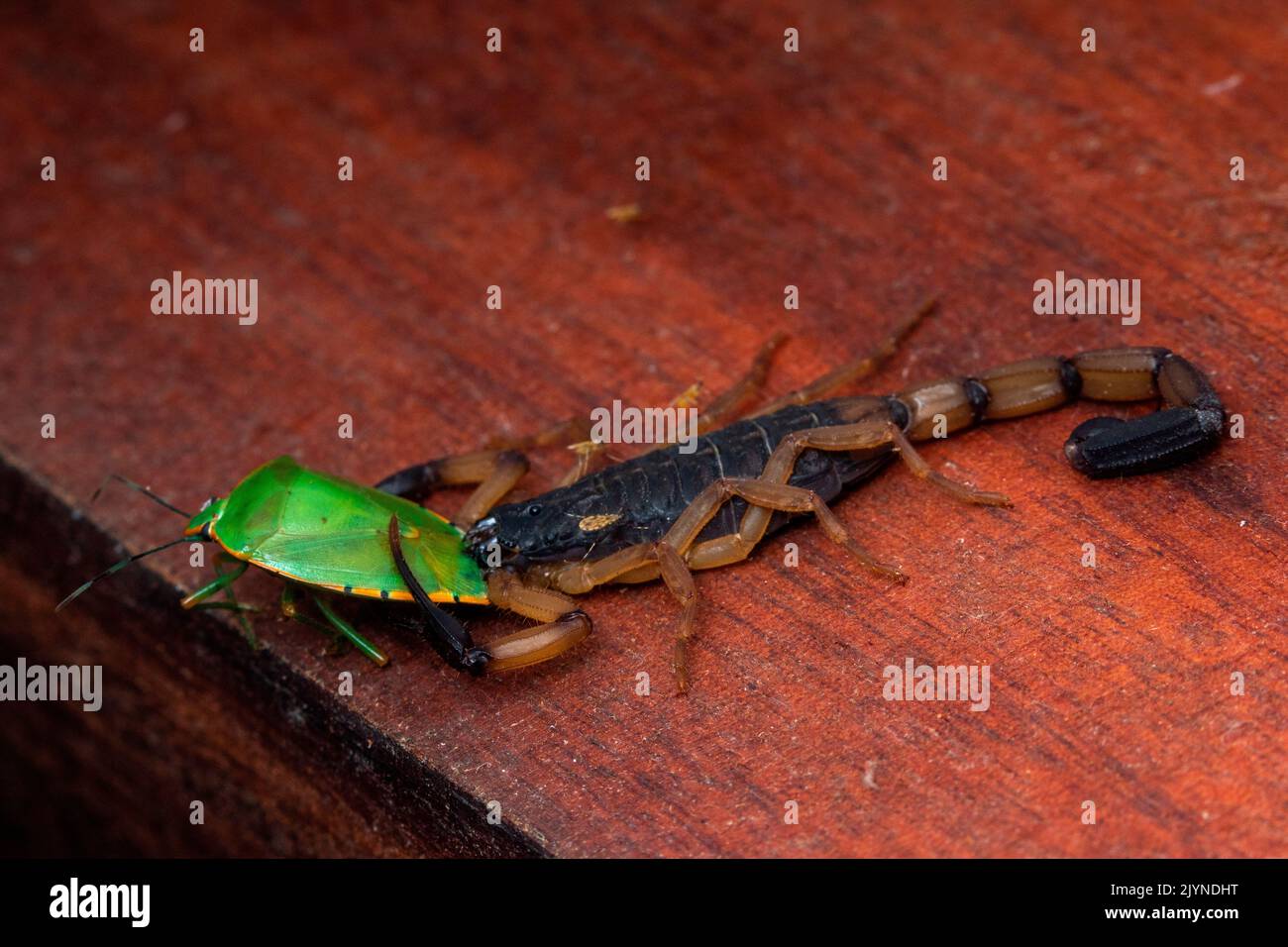 Bark Scorpion (Centruroides bicolor), eating a bug, Carate, Osa, Costa ...