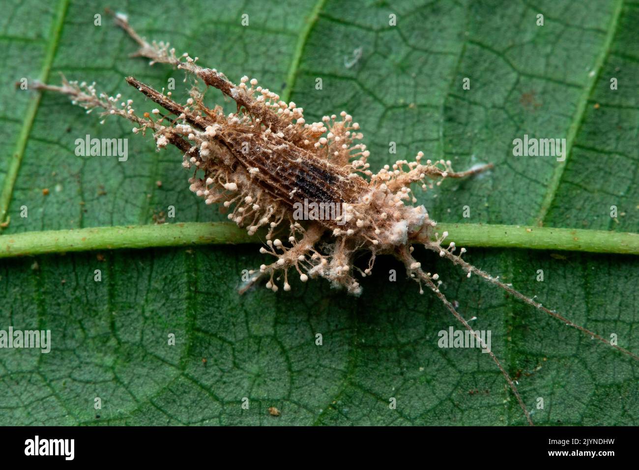 Parasitic Mushroom (Akanthomyces sp) on cricket (Grillidae sp), Carate ...