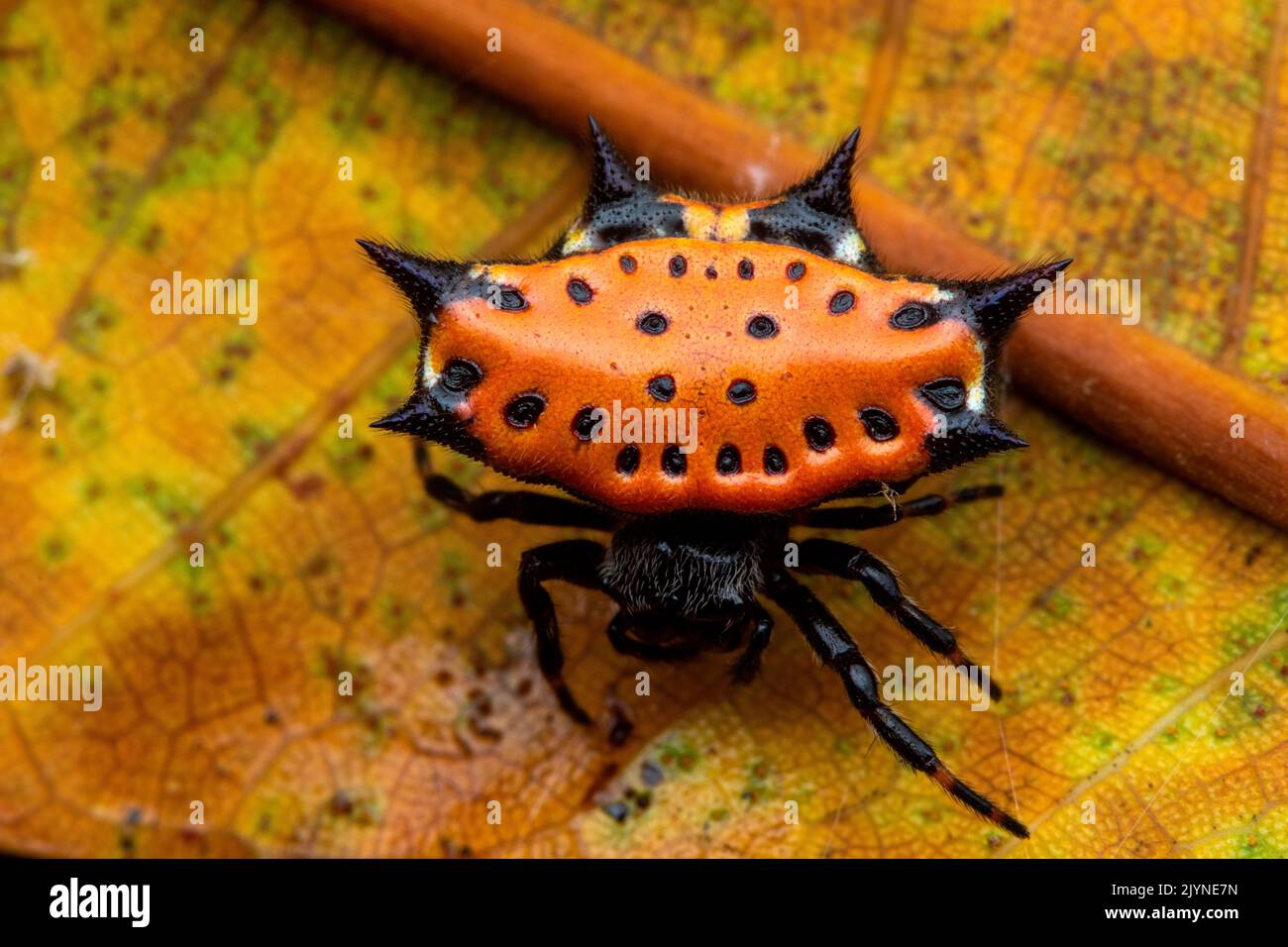 Spinybacked orbweaver (Gasteracantha cancriformis) on a leaf, Carate ...