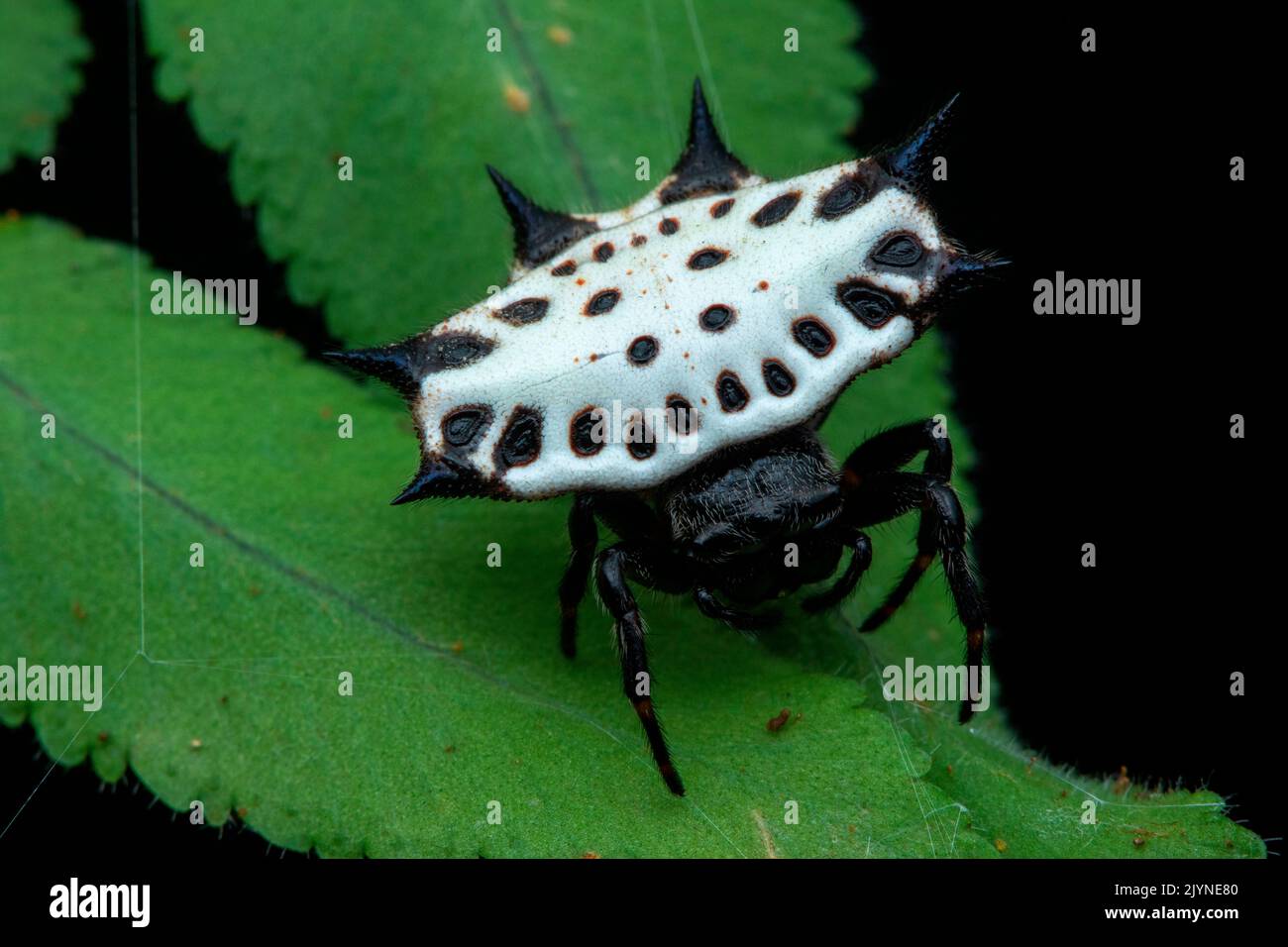 Gasteracantha hi-res stock photography and images - Alamy